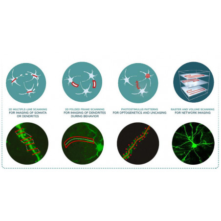 FEMTOSmart Multiphoton Microscope